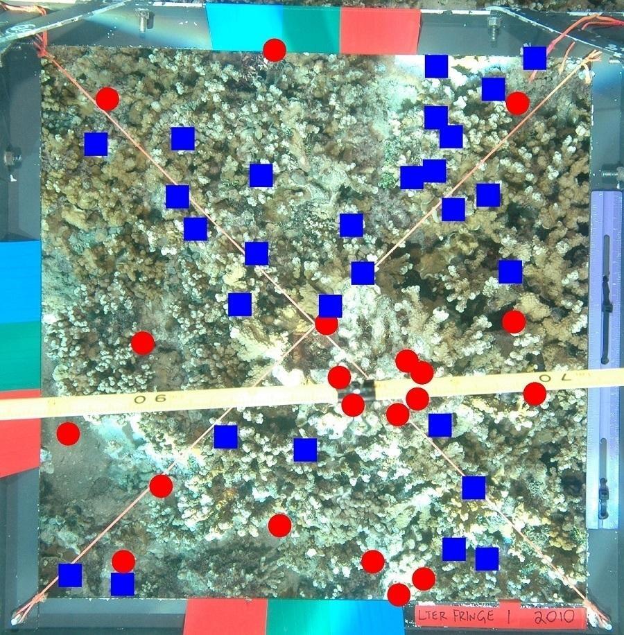 Coral Species Classification And Automated Annotation Intel Insiders