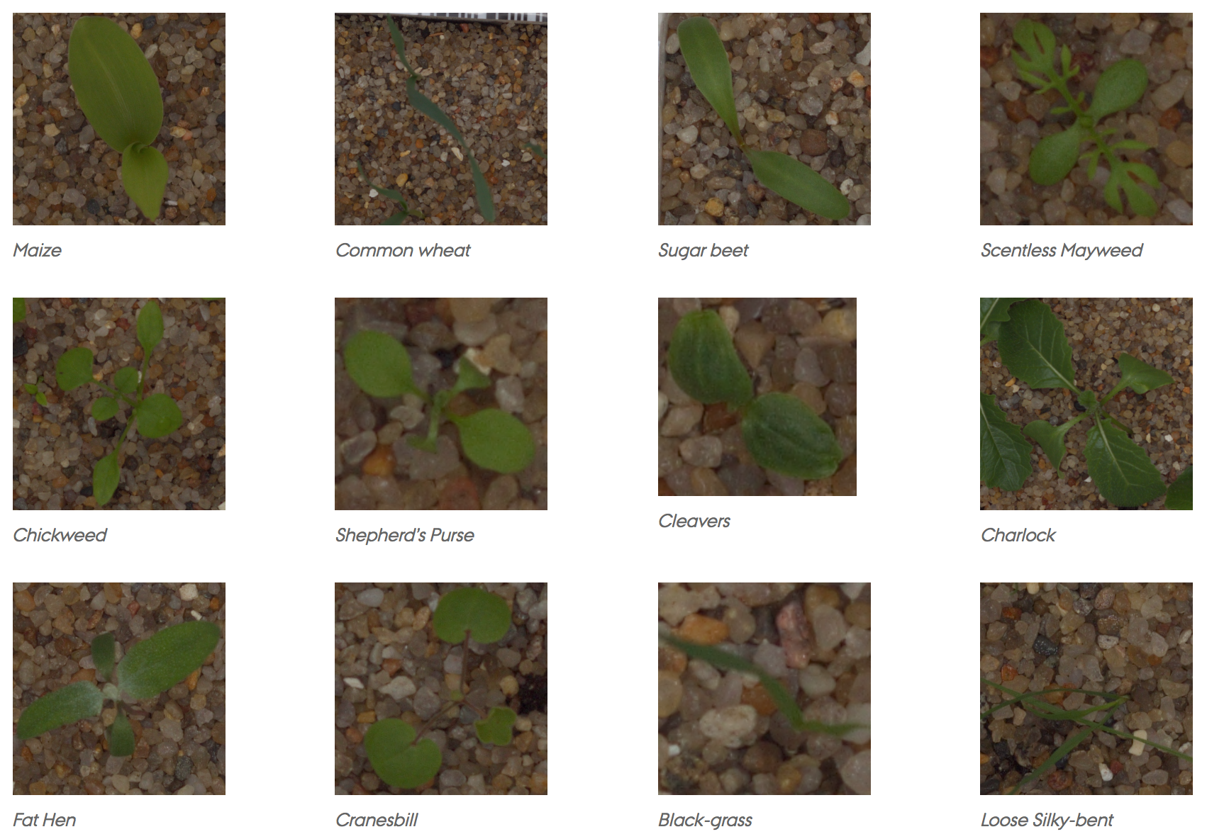 Crop Weed Identification Among Crop Seedlings Using TensorFlow. | Intel DevMesh | Risab Biswas ...