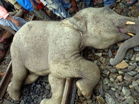 Elephant Detection System | Intel DevMesh | Abhinav Kumar, 08/29/2019