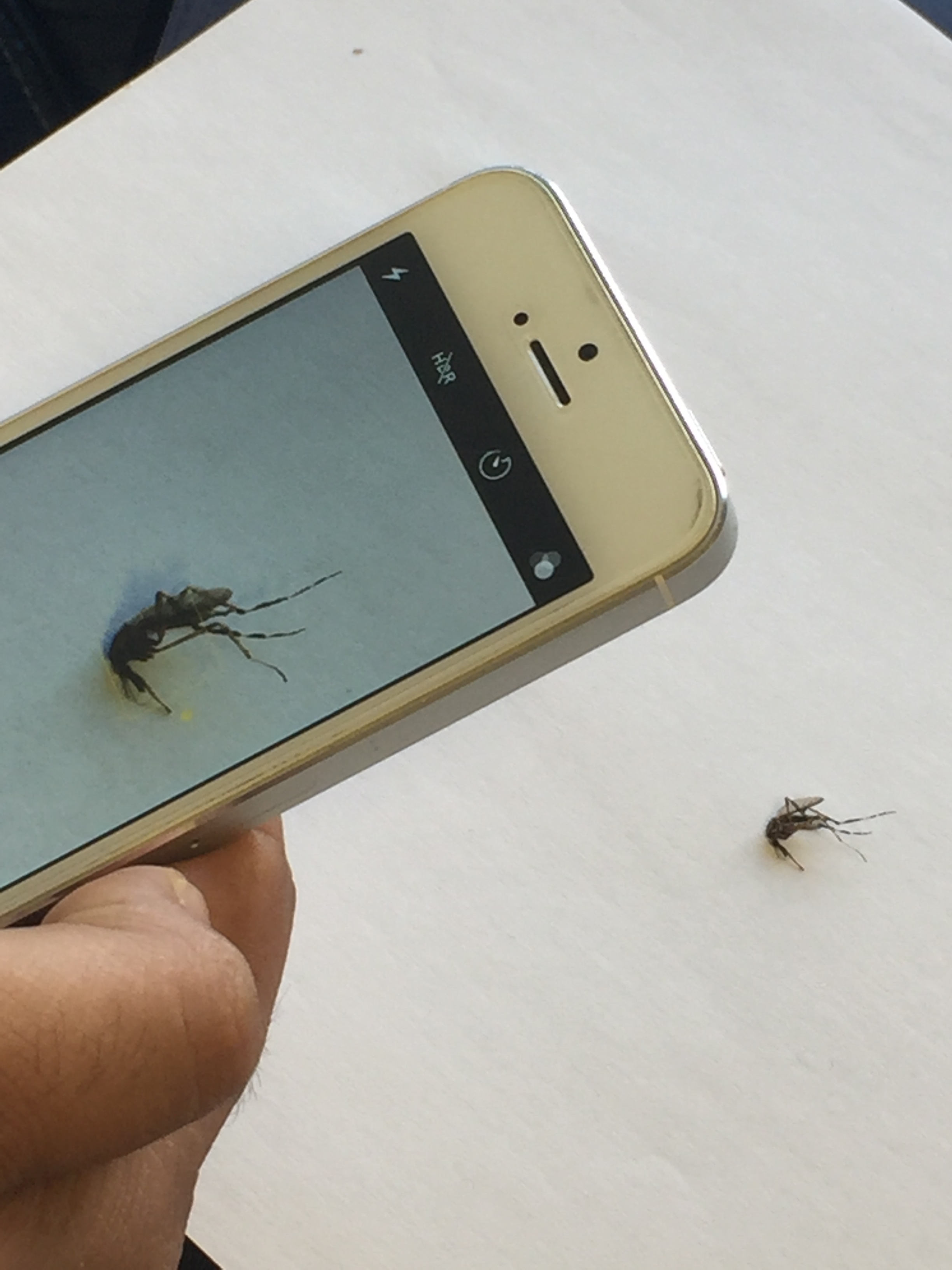 Identifying Mosquito Species Using Smartphone Cameras | Intel DevMesh ...