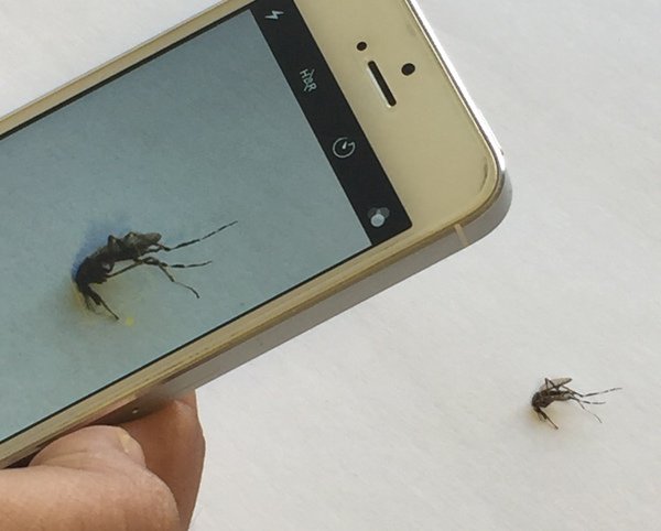 Identifying Mosquito Species Using Smartphone Cameras | Intel DevMesh ...