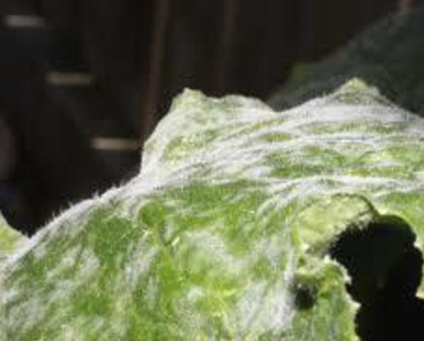 Plant Leaf Disease Detection Robot Using Deep Neural Networks And Ml